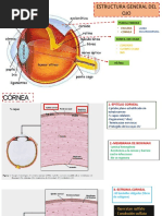 Anatomía Del Seno Camerular Pdf Glaucoma Visión