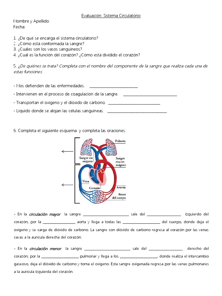 Ev. Sistema Circulatorio | PDF | Sistema circulatorio | Sangre