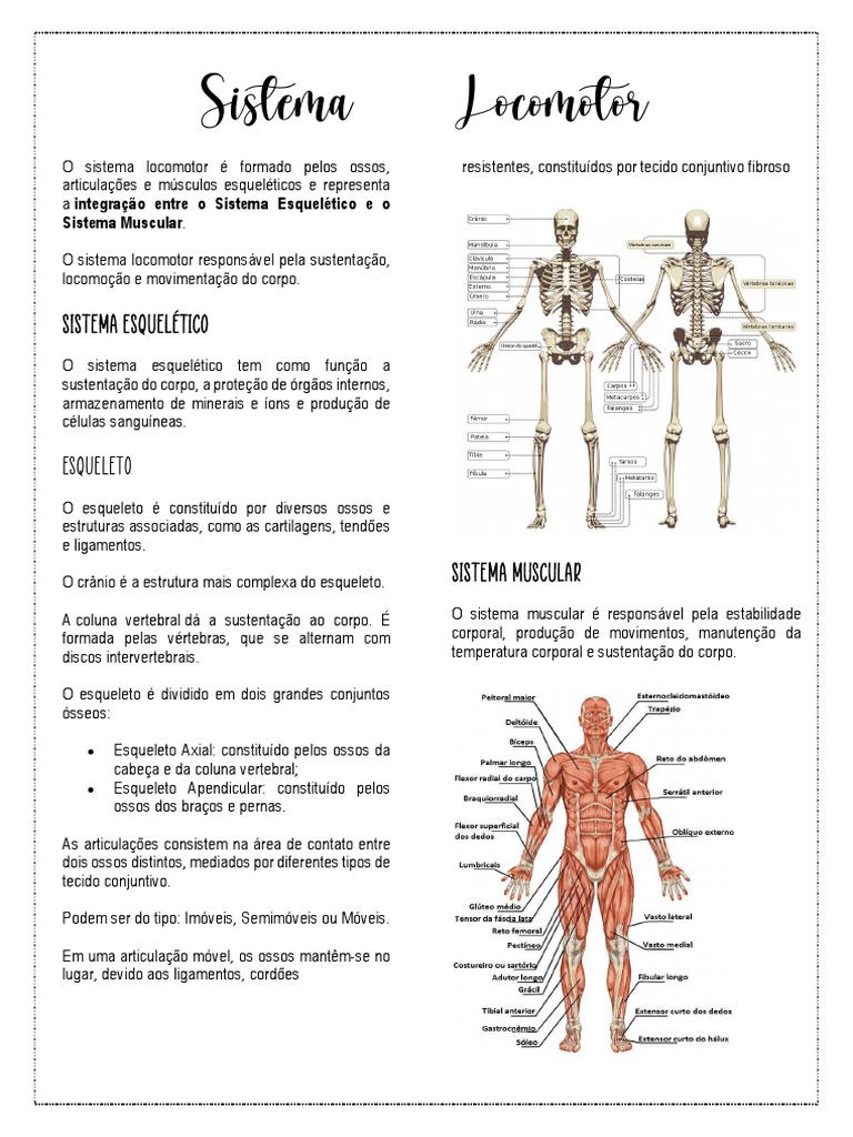Sistema Locomotor Pdf Sistema Musculoesquelético Humano Músculo