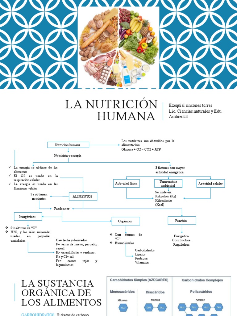 La Nutrición Humana | PDF | Digestión | Pulmón