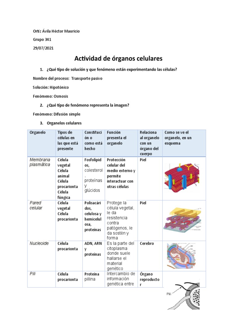 Actividad de Organelos Celulares | PDF | Biología Celular) | Citoplasma