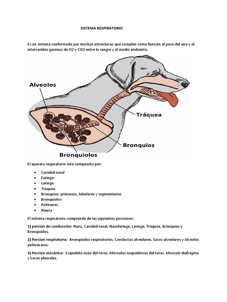 Aparato Respiratorio Veterinaria | PDF | Pulmón | Sistema respiratorio