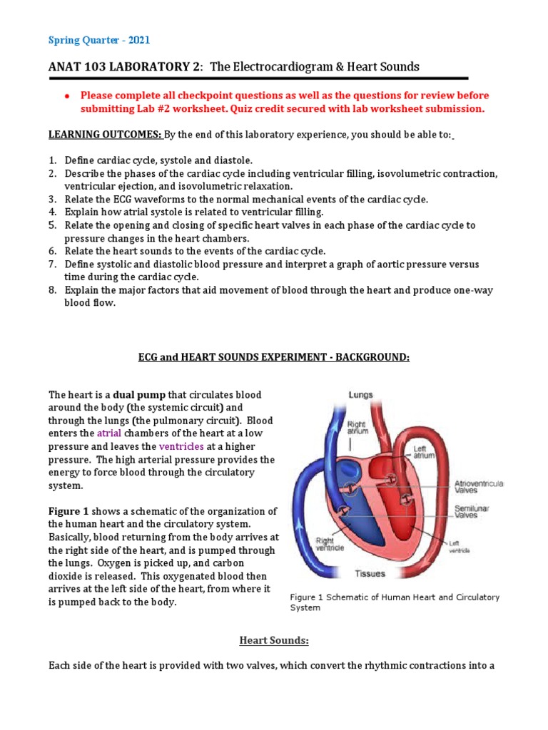 HSCI 103 LAB 2 ECG & Heart Sounds Worksheet - SP 2021 | PDF | Heart ...