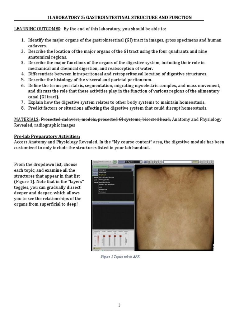 Gastrointestinal Anatomy & Function Lab | PDF | Stomach ...