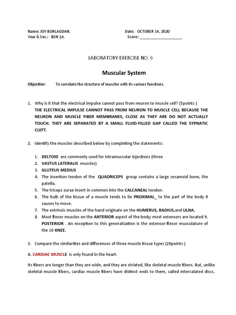 Muscular System Lab Exercise Insights | PDF | Skeletal Muscle | Muscle