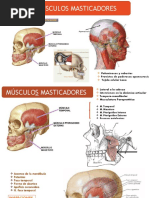 El Colículo Superior | PDF | Anatomía humana | Neurociencia