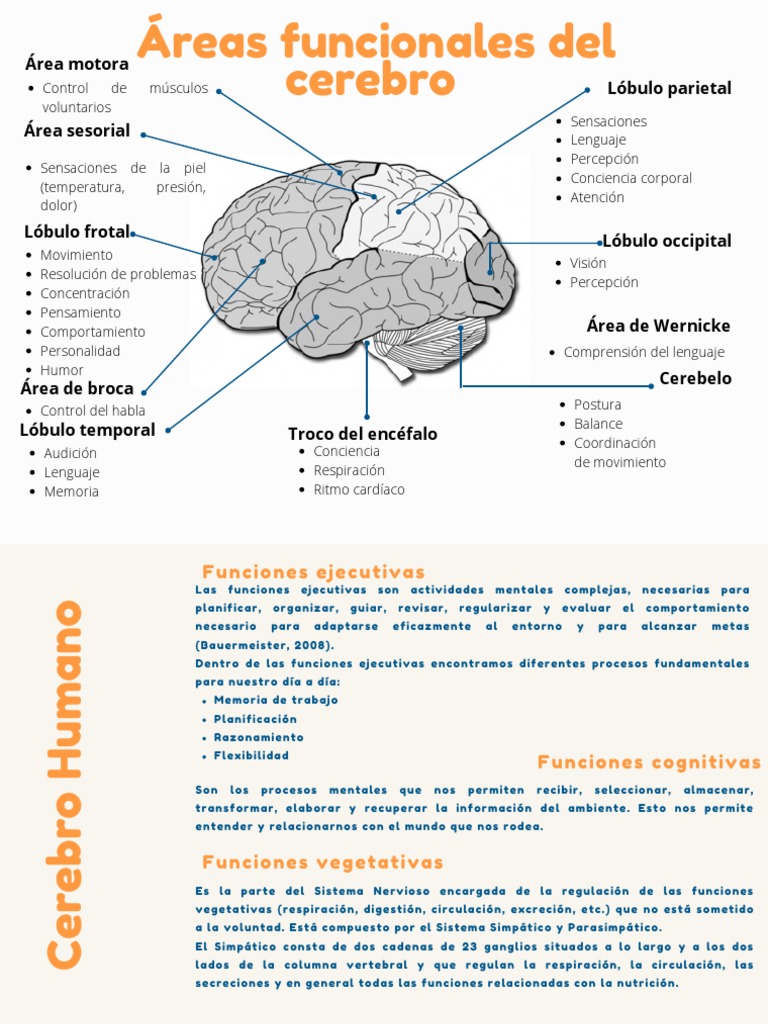 Hoja De Trabajo Con Diagrama De Estructuras Y Funciones Del Cerebro