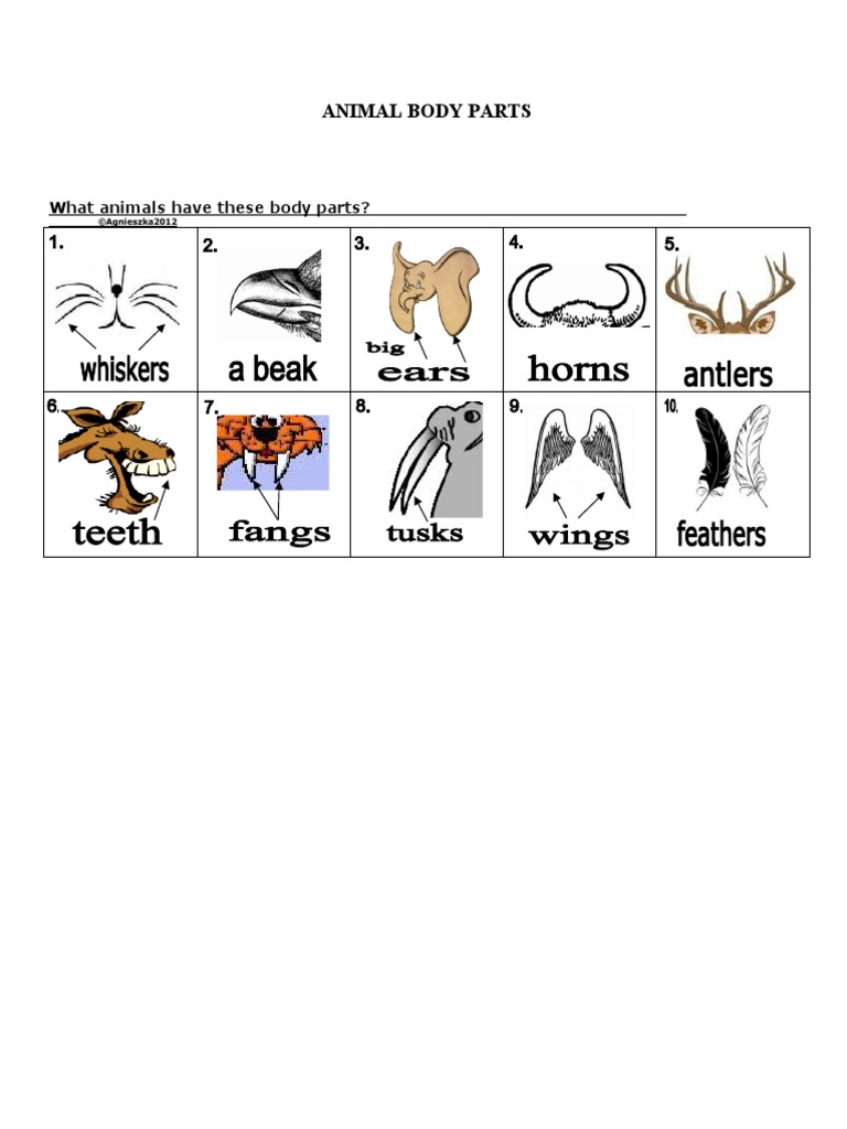 Animal Body Parts Flashcards PDF | PDF | Wellness