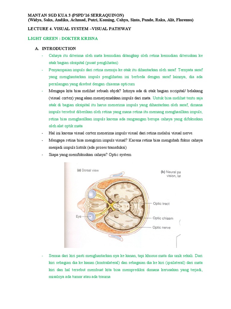 Lecture 4. Visual System - Visual Pathway | PDF
