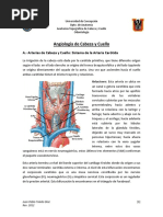 Arco de Riolano | PDF | Tinción | Anatomía