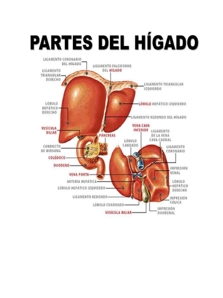 Partes Del Higado | PDF