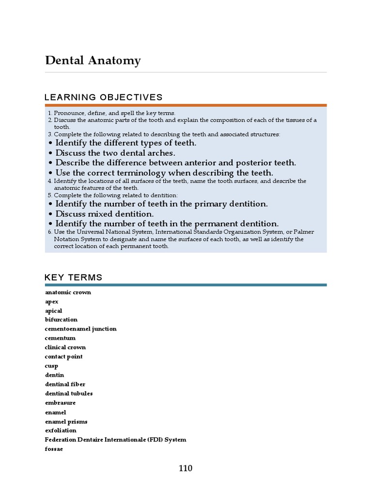 Chapter 4 - Dental Anatomy (Essentials of Dental Assisting) | PDF ...