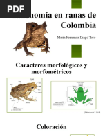 Allobates niputidea: Especie Única | PDF | Taxonomía (biología) | Género