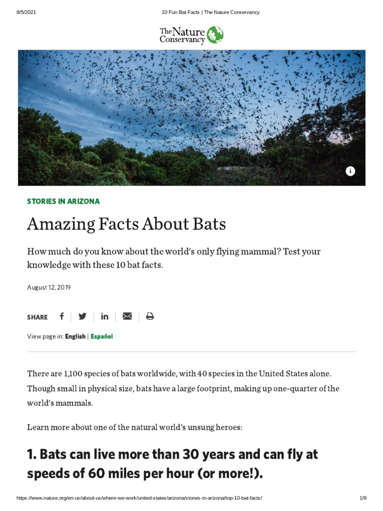 Bats | PDF | Bat