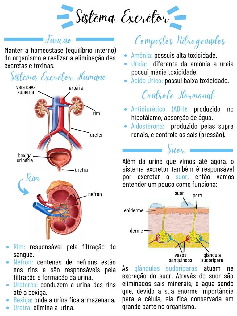 Sistema Excretor | PDF