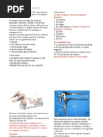 Posición Genupectoral | PDF