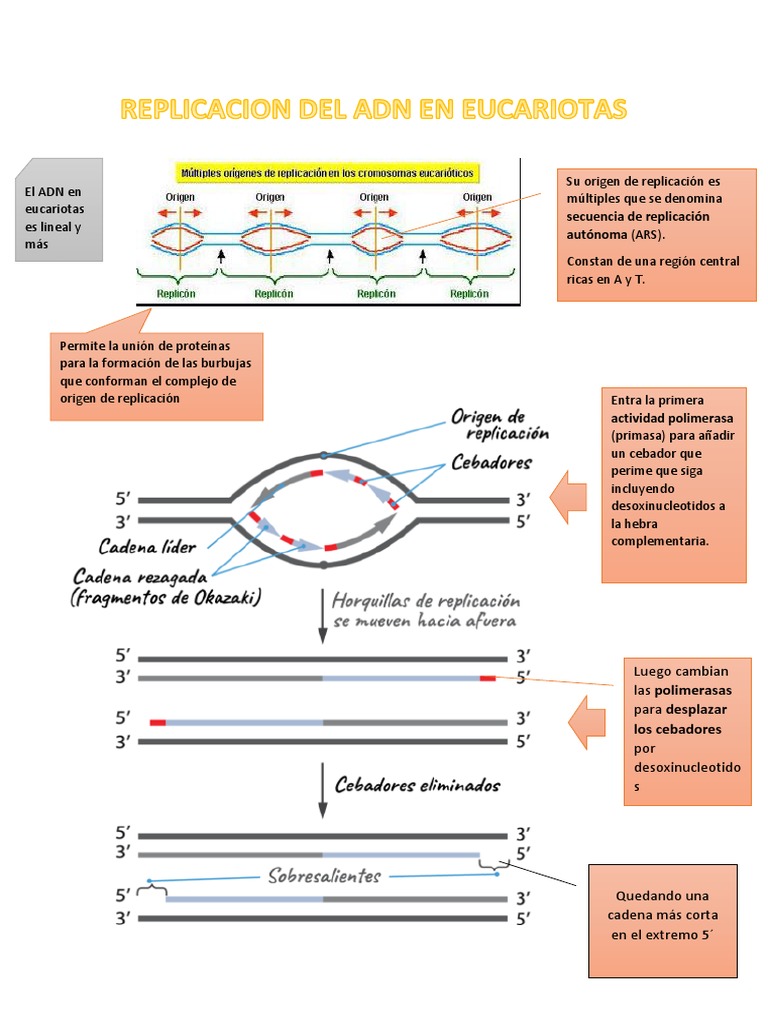 REPLICACION DEL ADN EUCARIOTA Karolalayovasquez | PDF | Replicación De Adn | Telómero