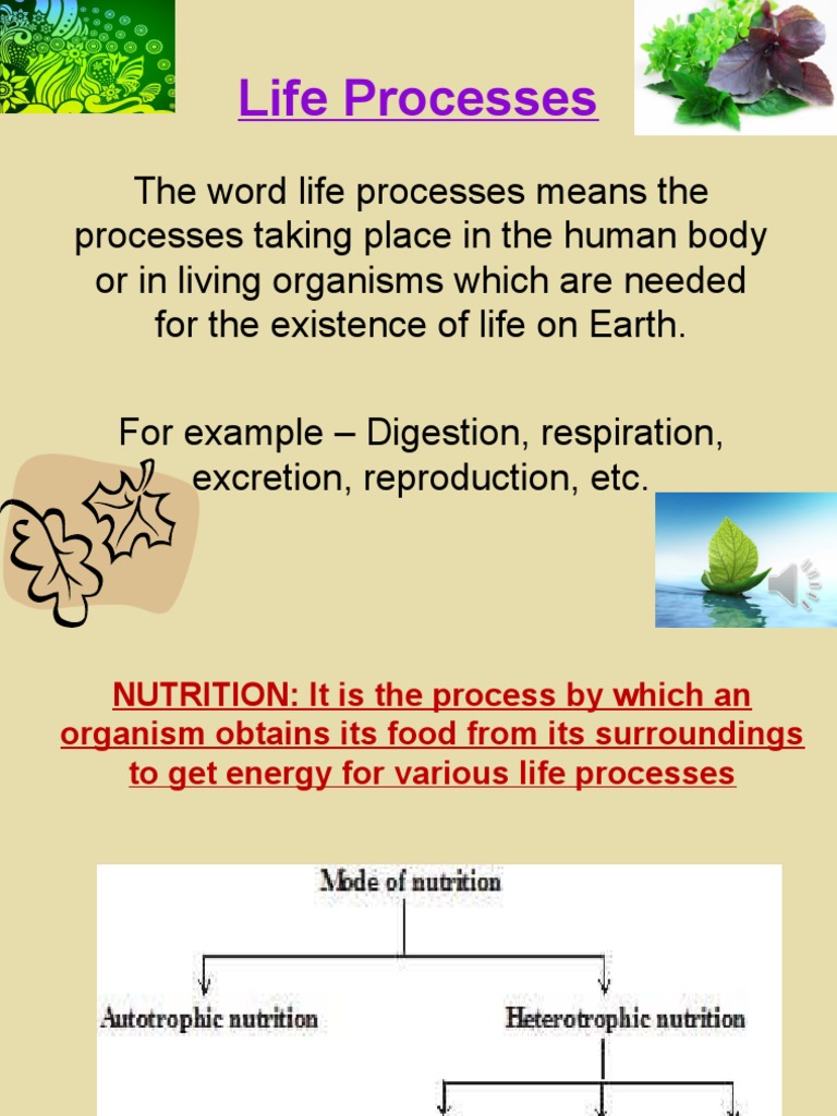 LIFE PROCESSES PPT by NEELAM SEMWAL | PDF | Stoma | Leaf