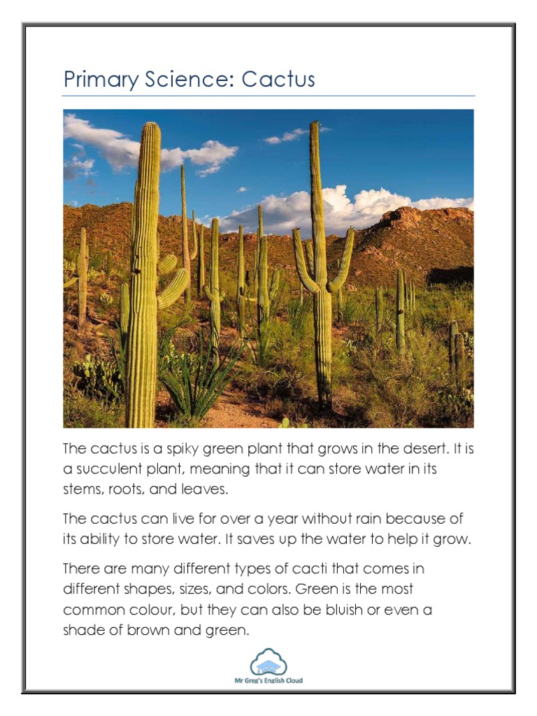The Adaptations and Uses of Cacti: A Guide to the Spiky Desert Plant ...