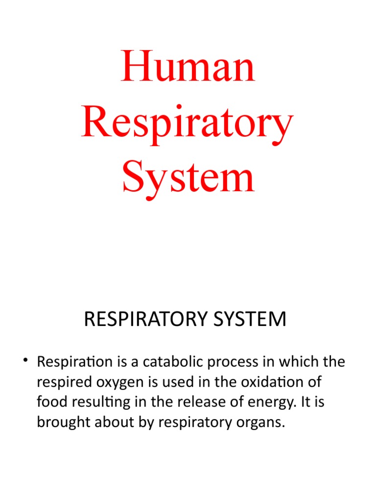 Human Respiratory System | PDF | Cellular Respiration | Lung