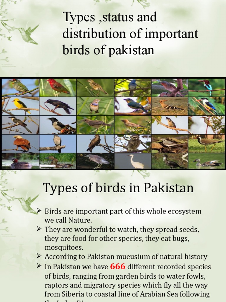Types and Status of Birds | PDF | Paravians | Ornithology
