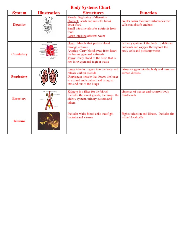 Body Systems Chart System Illustration Structures Function: Digestive ...