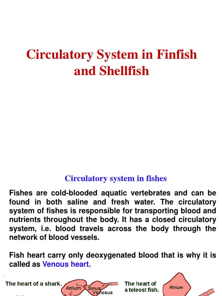 Circulatory System in Finfish and Shellfish | PDF | Circulatory System ...