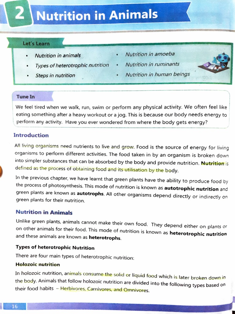 Class 7 - Nutrition in Animals | PDF | Small Intestine | Digestion