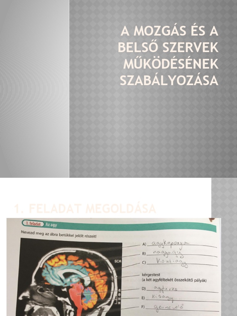 A Mozgás És A Belső Szervek Működésének Szabályozása | PDF