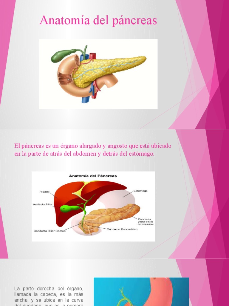 Anatomía Del Páncreas | PDF