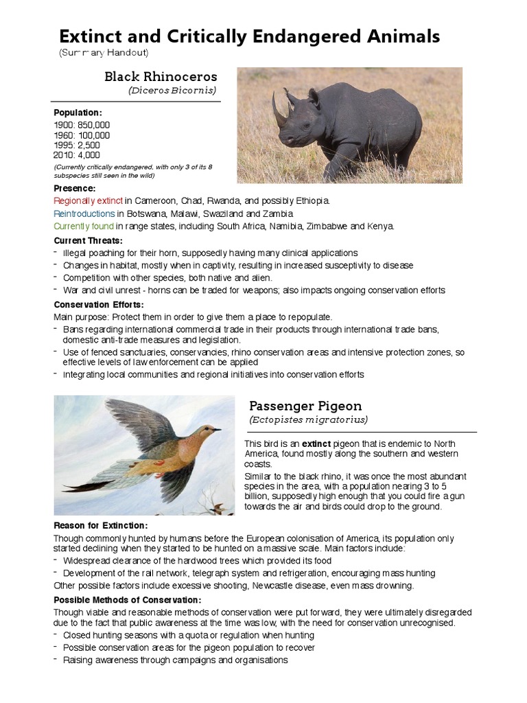 Extinction Summary Handout PDF | Rhinoceros | Environmental Conservation