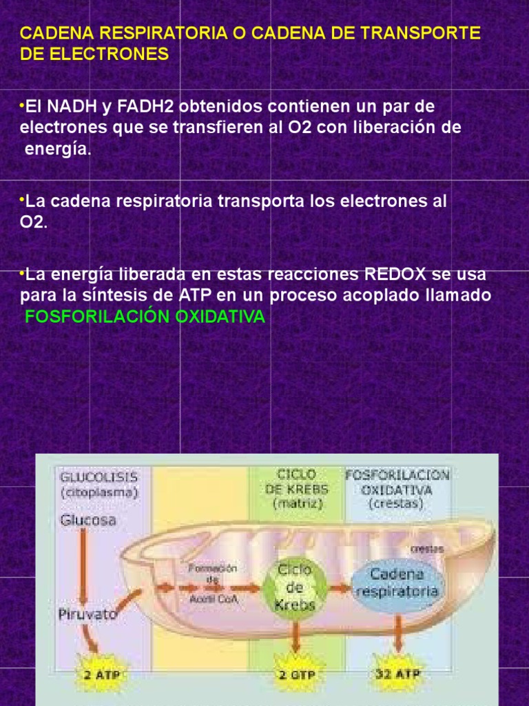 Cadena Transporte de Electrones y Fosforilacion Oxidativa | PDF | Cadena de transporte de ...