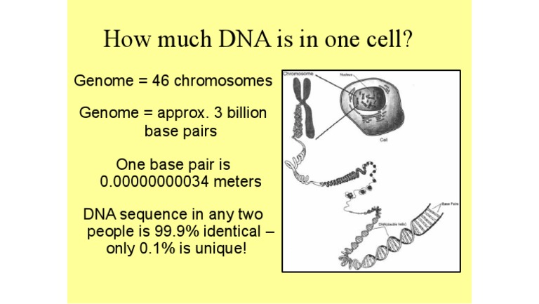 How Much DNA Is in One Cell | PDF