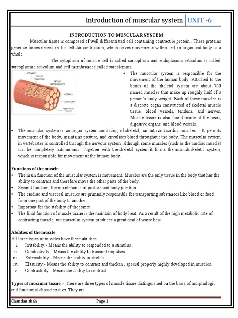 Introduction to the Muscular System | PDF | Human Leg | Anatomical ...