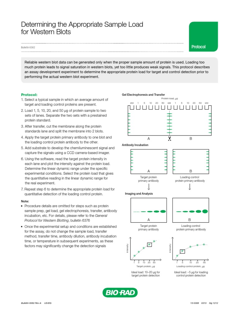 Determining The Appropriate Sample Load For Western Blots: Protocol ...