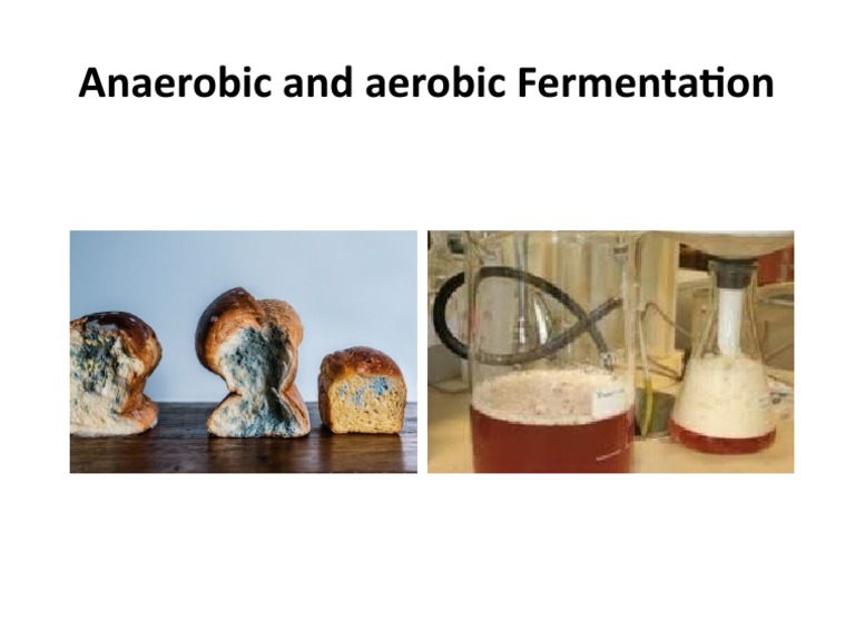 Anaerobic and Aerobic Fermentation | PDF