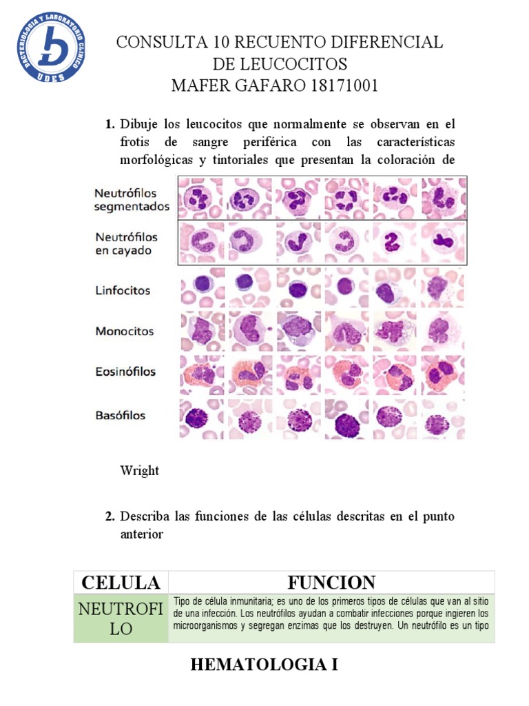 Recuento Diferencial de Leucocitos Mafer Rodriguez | PDF | Leucocito | Sistema inmune