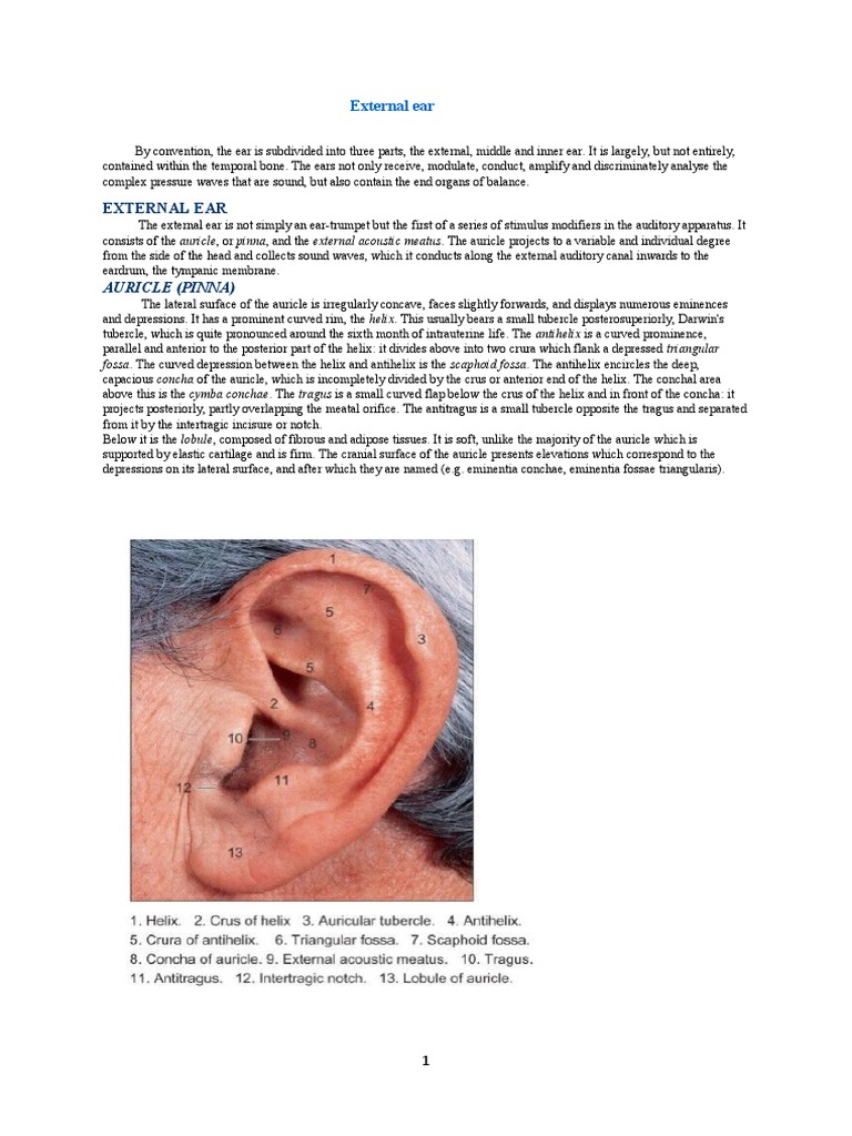 External Ear | PDF | Ear | Anatomy
