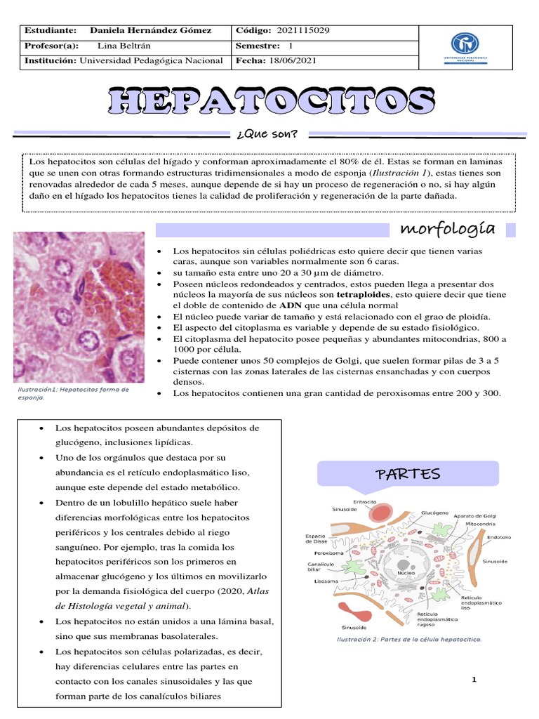Hepatocitos | PDF | Hepatocito | Citoplasma