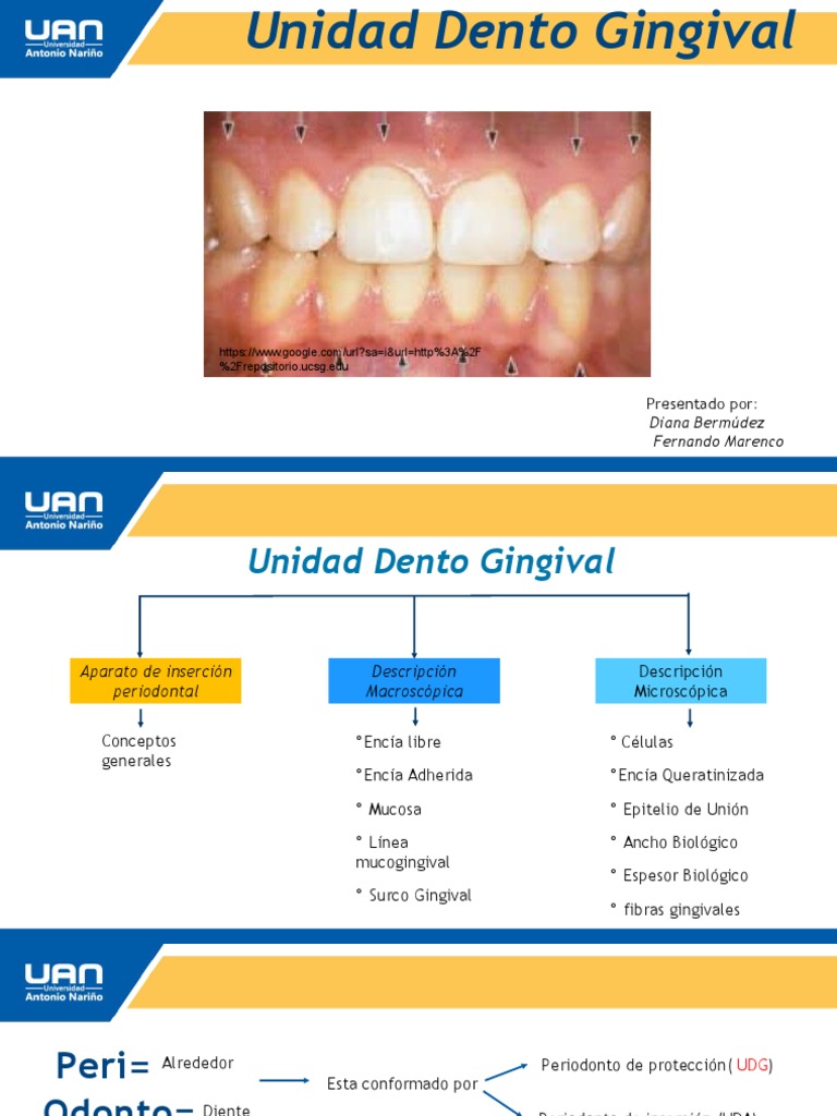 Unidad Dento Gingival | PDF | Membrana mucosa | Biología