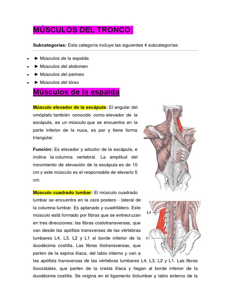 Músculos del tronco y sus funciones | PDF | Anatomía humana | Sistema ...