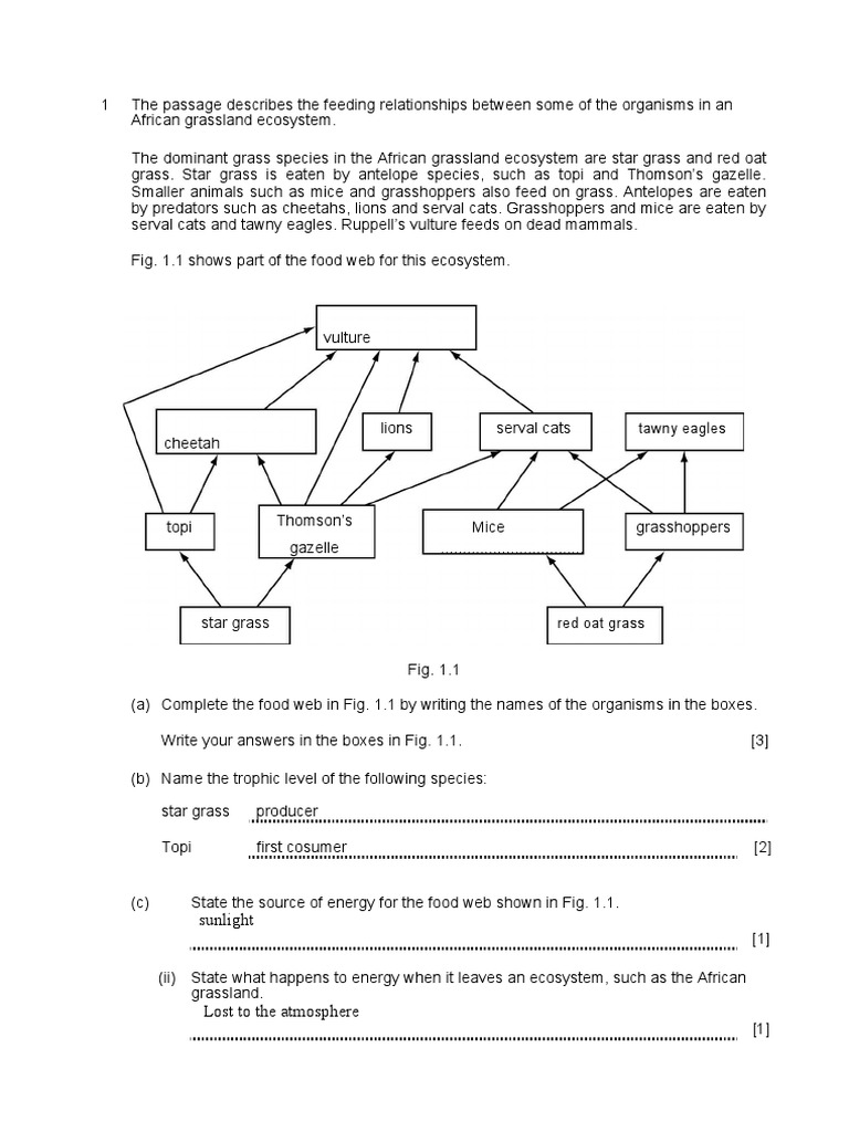 African Grassland Food Web Analysis | PDF | Food Web | Environmental ...