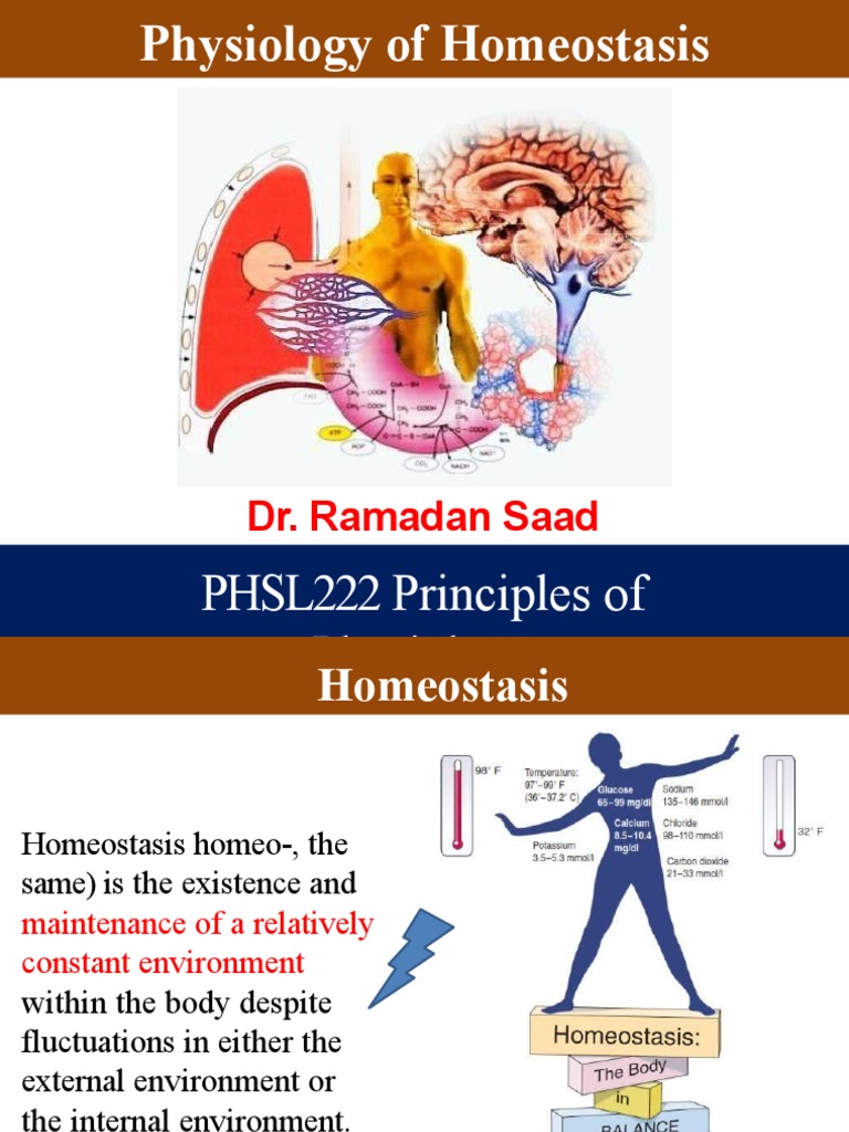 Physiology of Homeostasis | PDF | Homeostasis | Glycogen