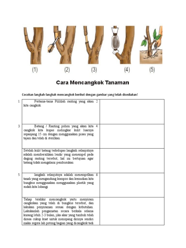 LKS Teks Prosedur | PDF