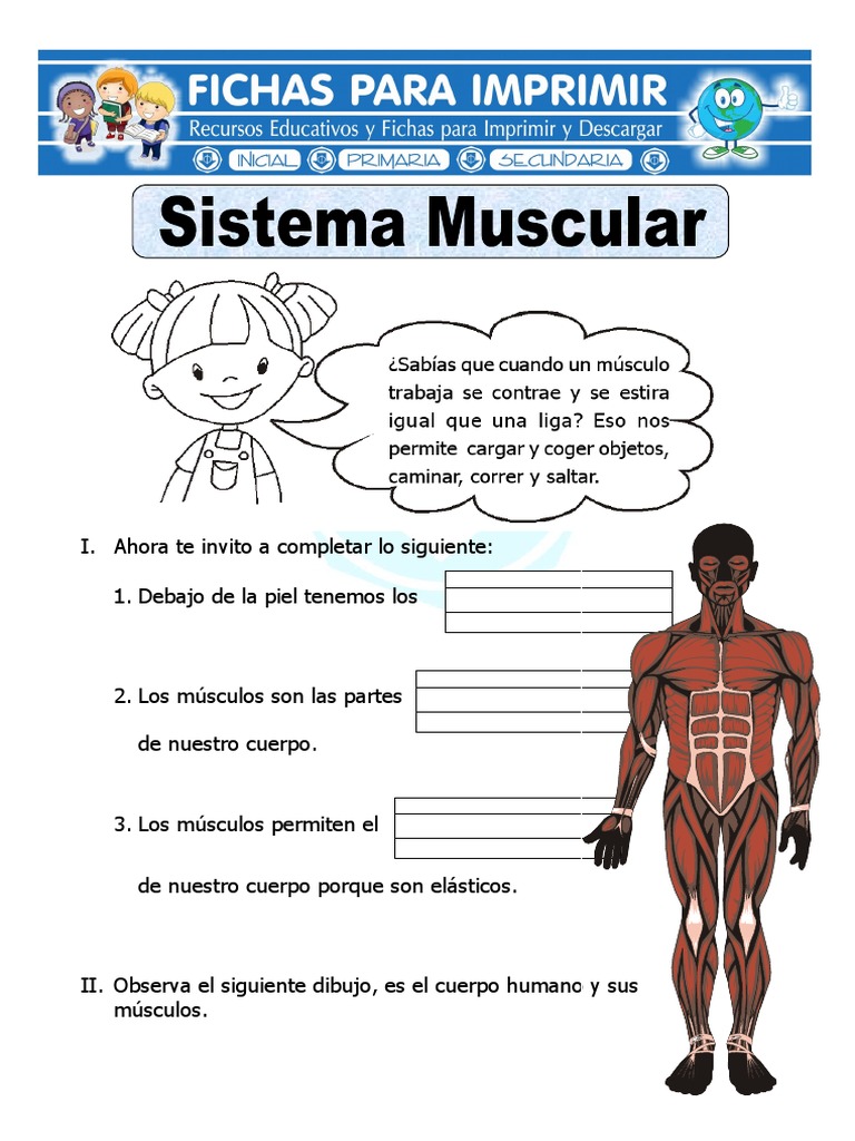 Sistema muscular para niños: partes y dibujos | PDF