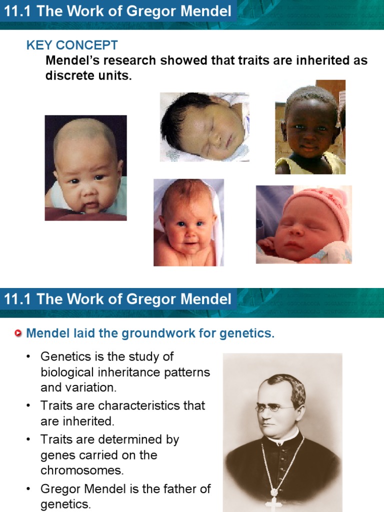Notes Mendelian Genetics | PDF | Dominance (Genetics) | Zygosity