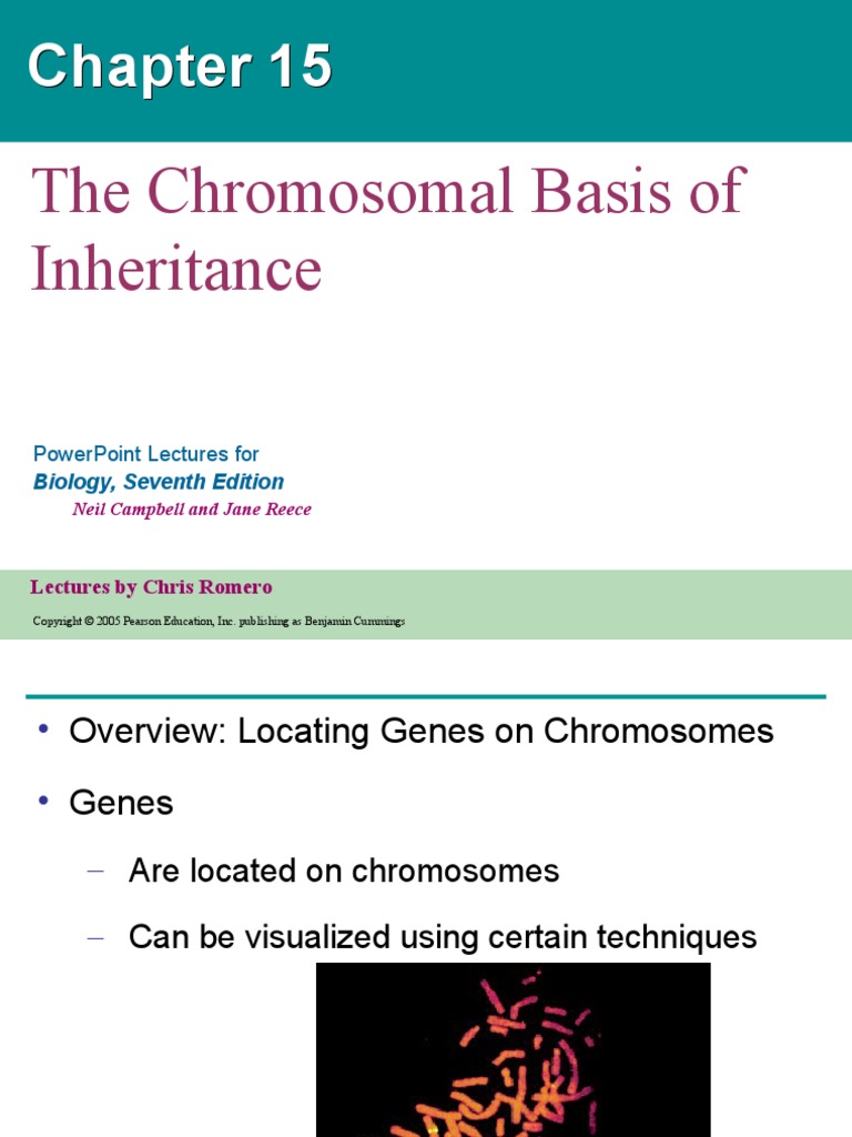 The Chromosomal Basis of Inheritance: Powerpoint Lectures For | PDF ...