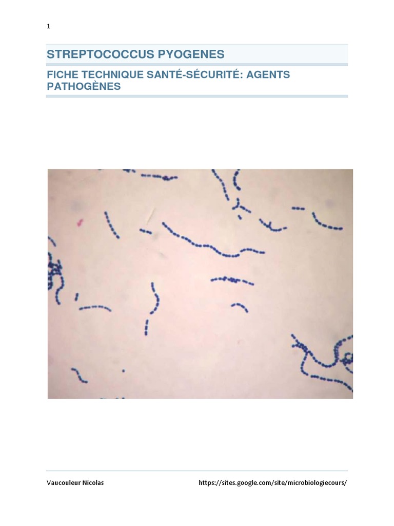 Streptococcus Pyogenes | PDF | Streptocoque | Infection