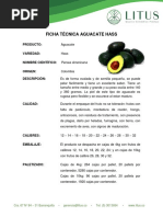 Ficha Tecnica Aguacate Semil 40 Frutales Babilonia | PDF | Aguacate | café