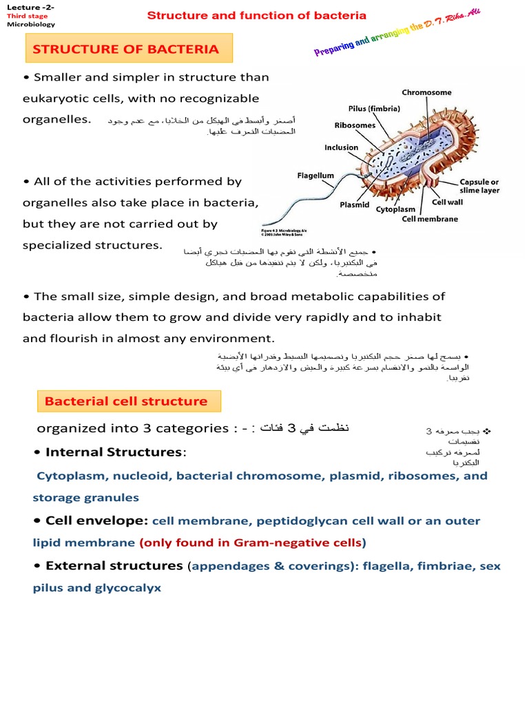 La2 Structure and Function With Growth of Bacteria | PDF | Bacteria ...